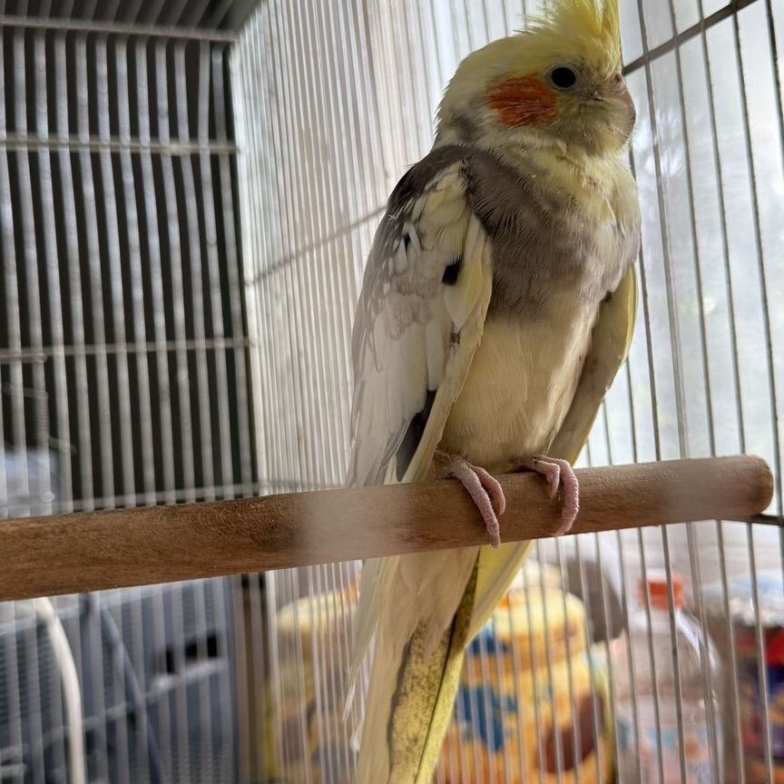 Попугай корелла с клеткой