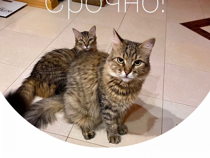 Кошки спасенные с тяжелой судьбой ищут дом