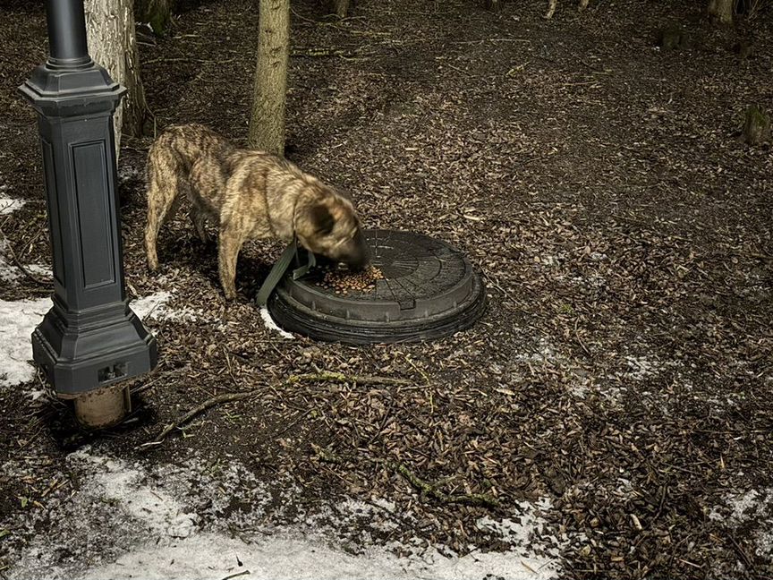 Собаки бесплатно