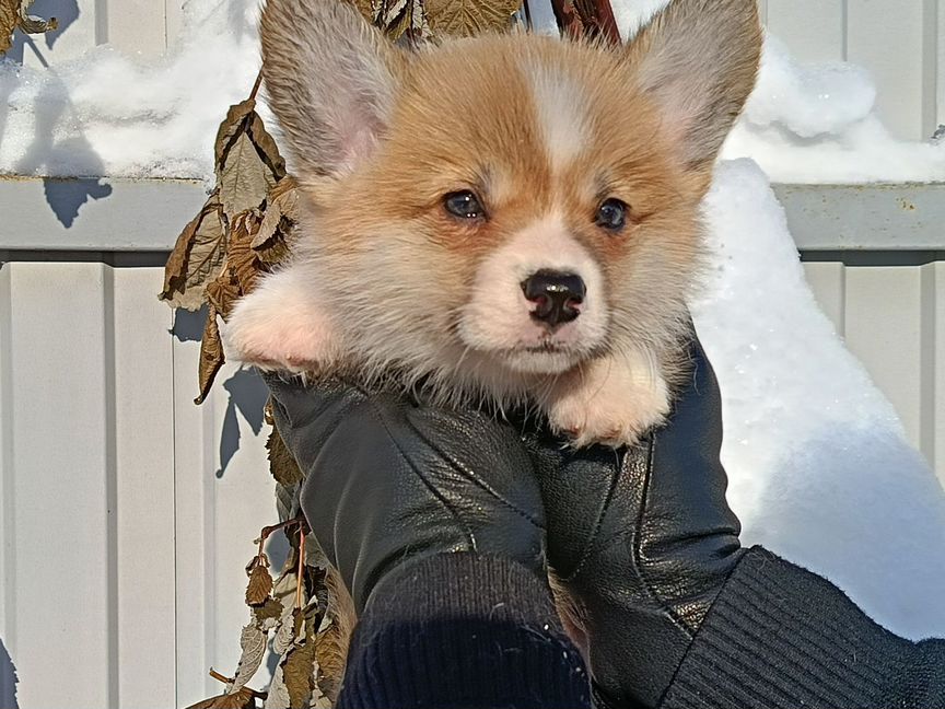 Вельш корги пемброк