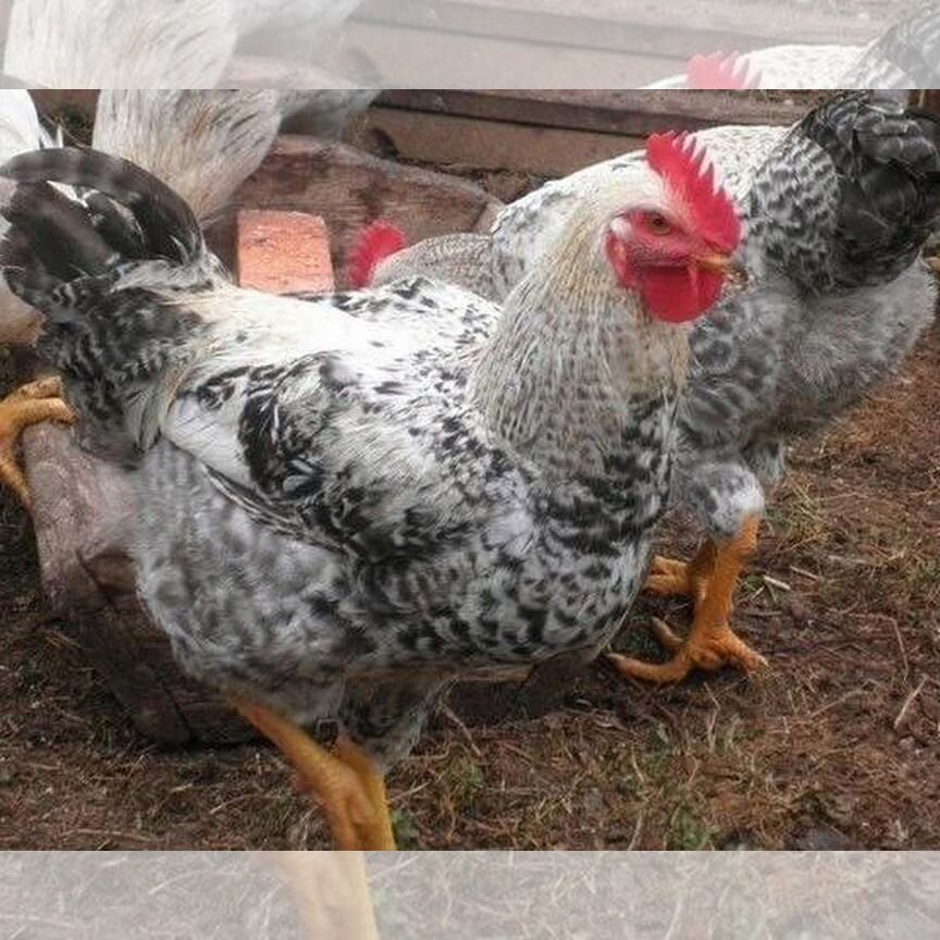 Цыплята бройлеры