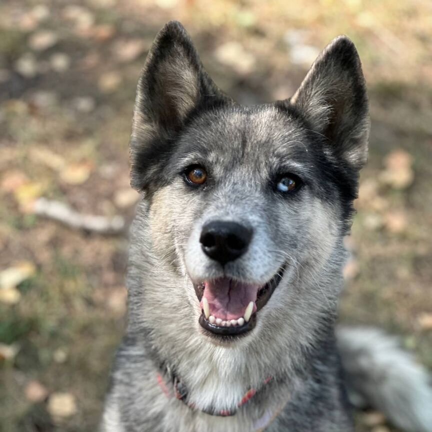 Миниатюрная девочка из приюта хочет домой