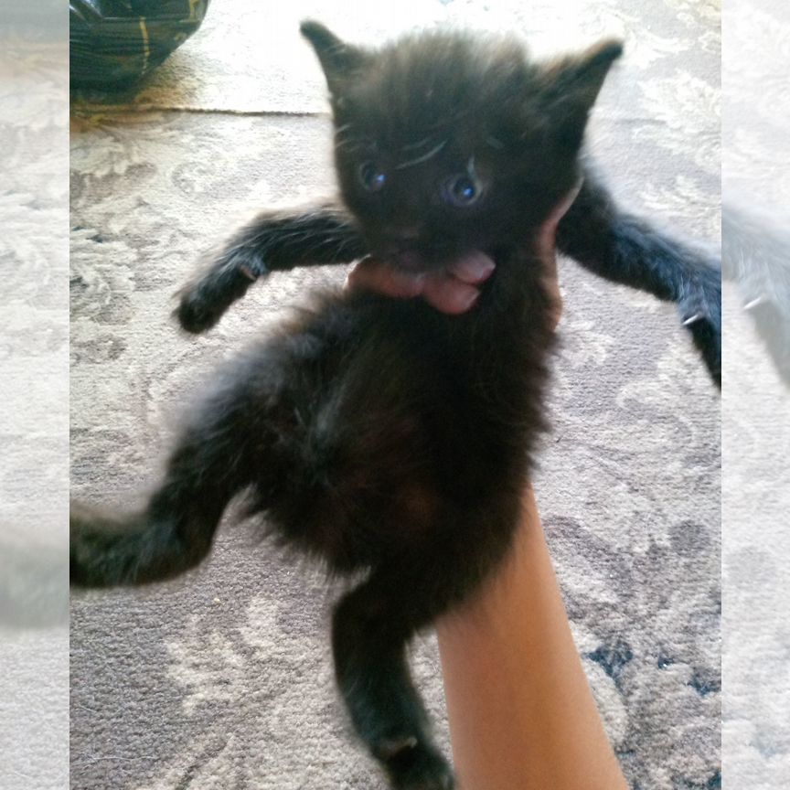 Котята в добрые руки бесплатно