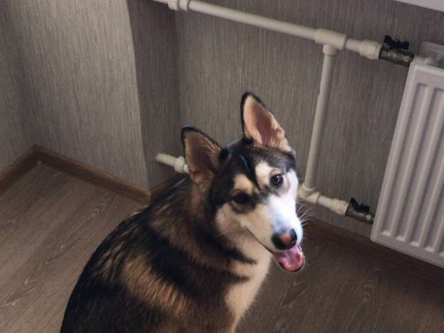 Отдам собаку в добрые руки