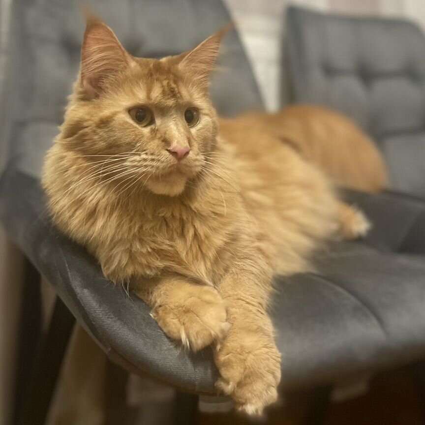 Мейн-кун котёнок