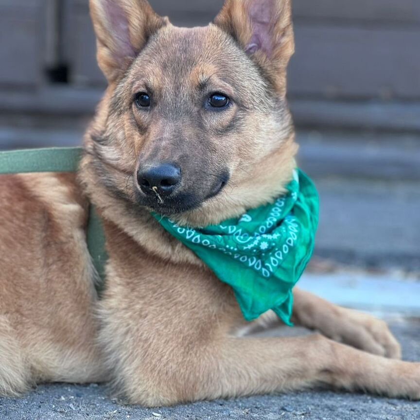 Не дайте погибнуть в приюте