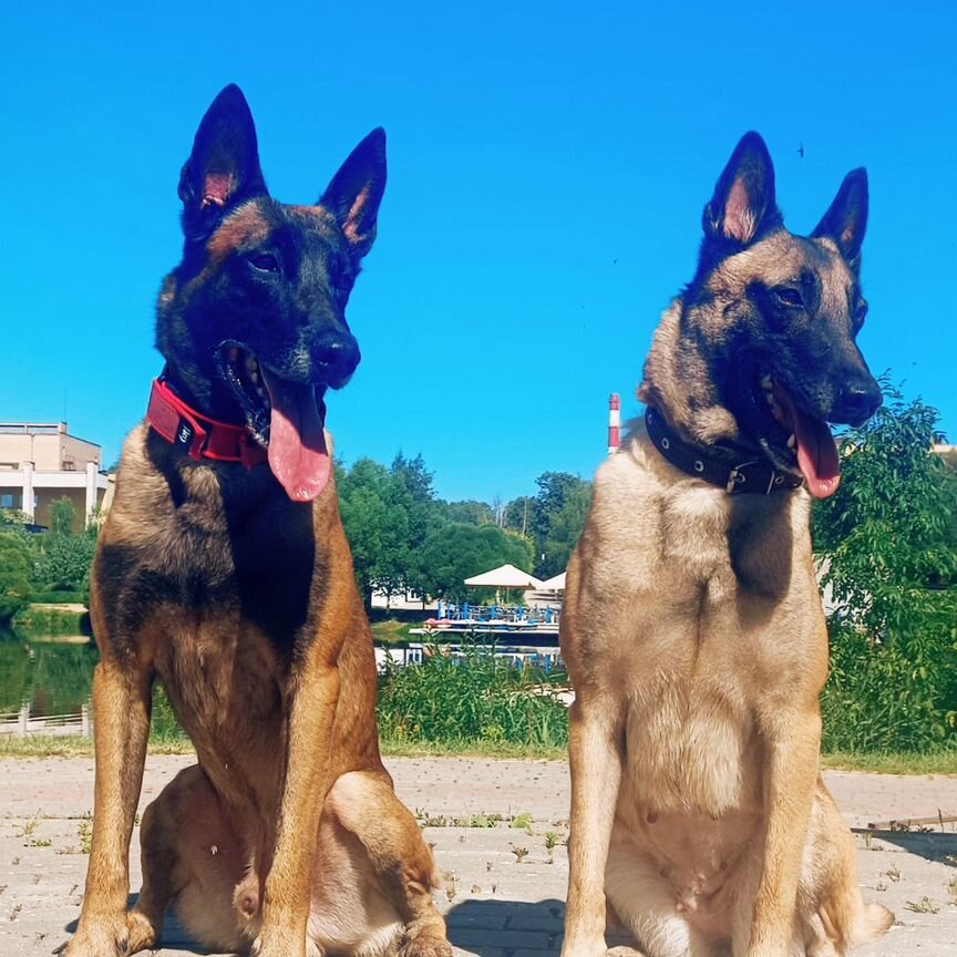 Алиментный щенок малинуа