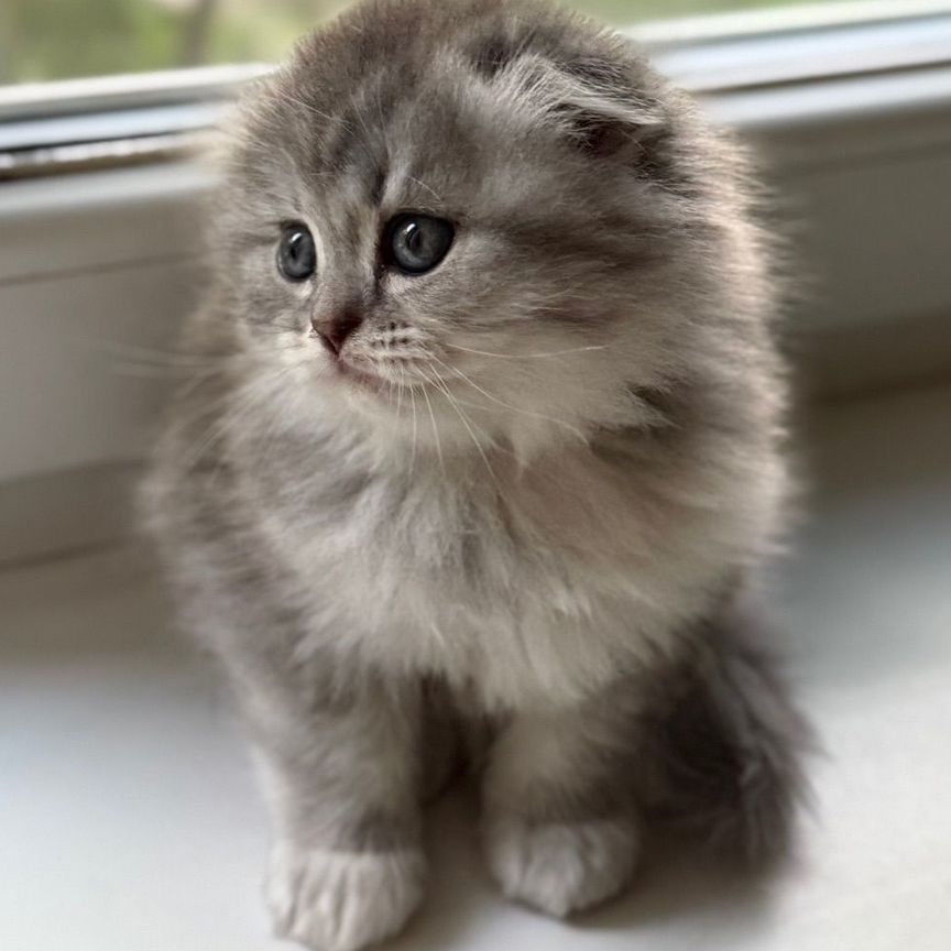 Шотландский вислоухий длинношёрстный котёнок