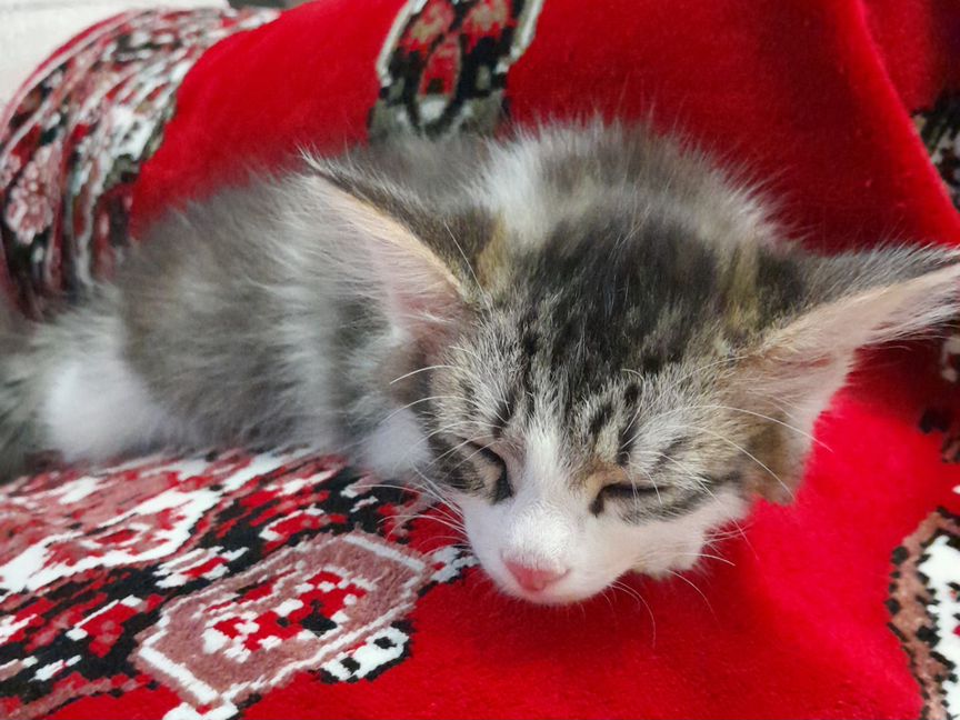 Славный котенок