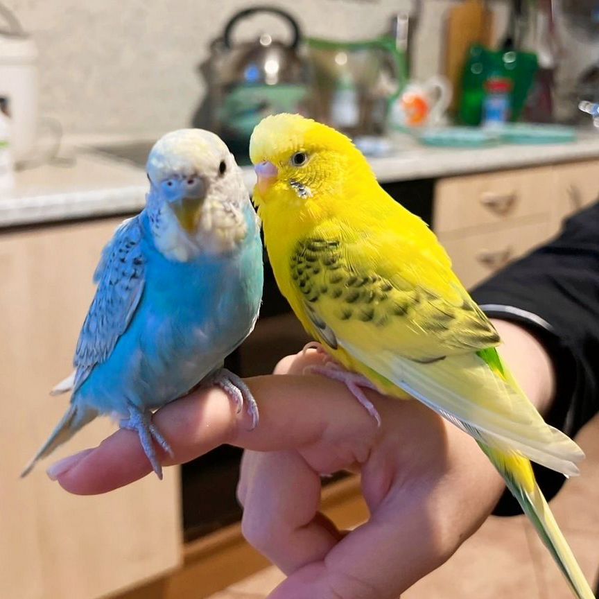 Попугай волнистик пара