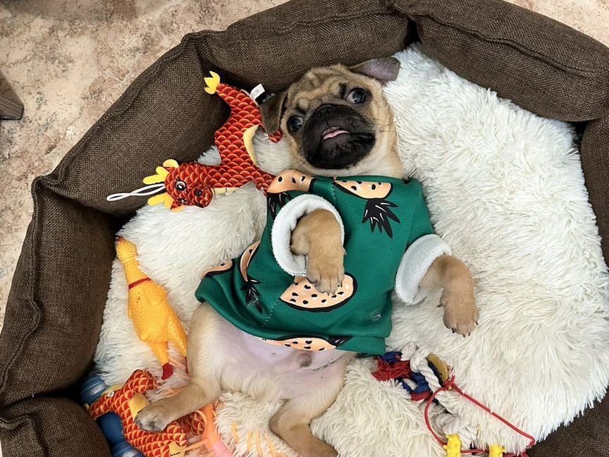 Щенки мопса мальчик