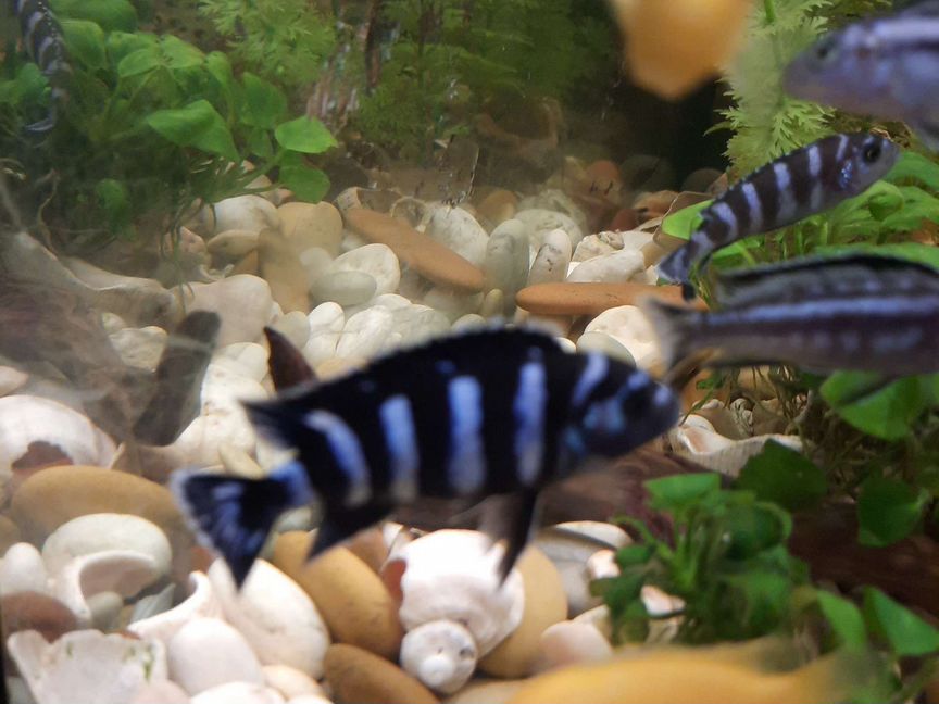 Цихлиды, сомы