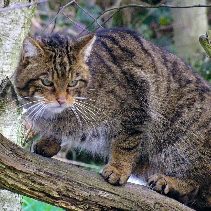 Норвежский лесной котёнок