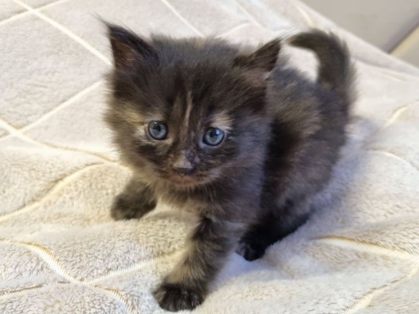 Кошка