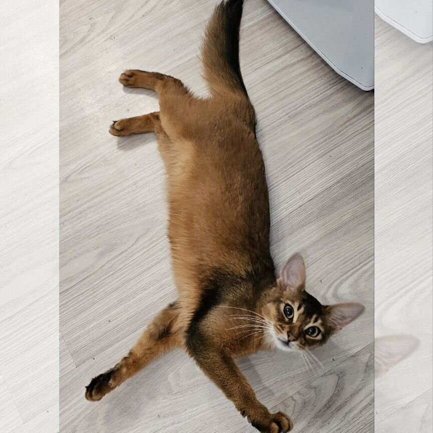 Сомалийская, взрослая кошка