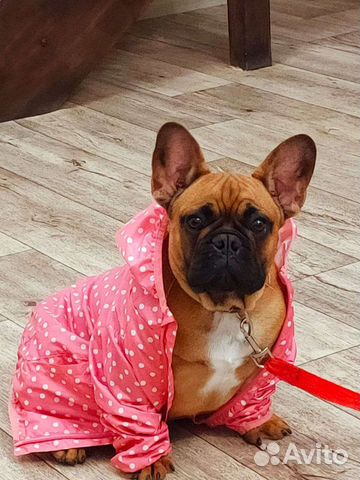 Французский бульдог