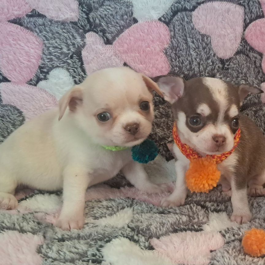 Чихуахуа мальчишки