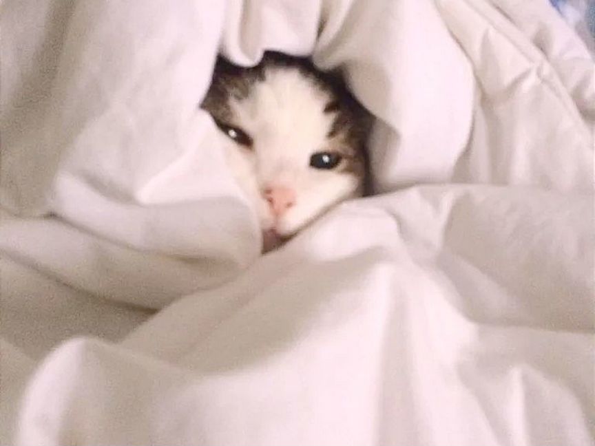 Ласковый котик,сиротка