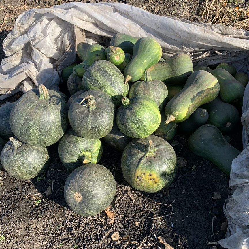 Тыква на корм животным