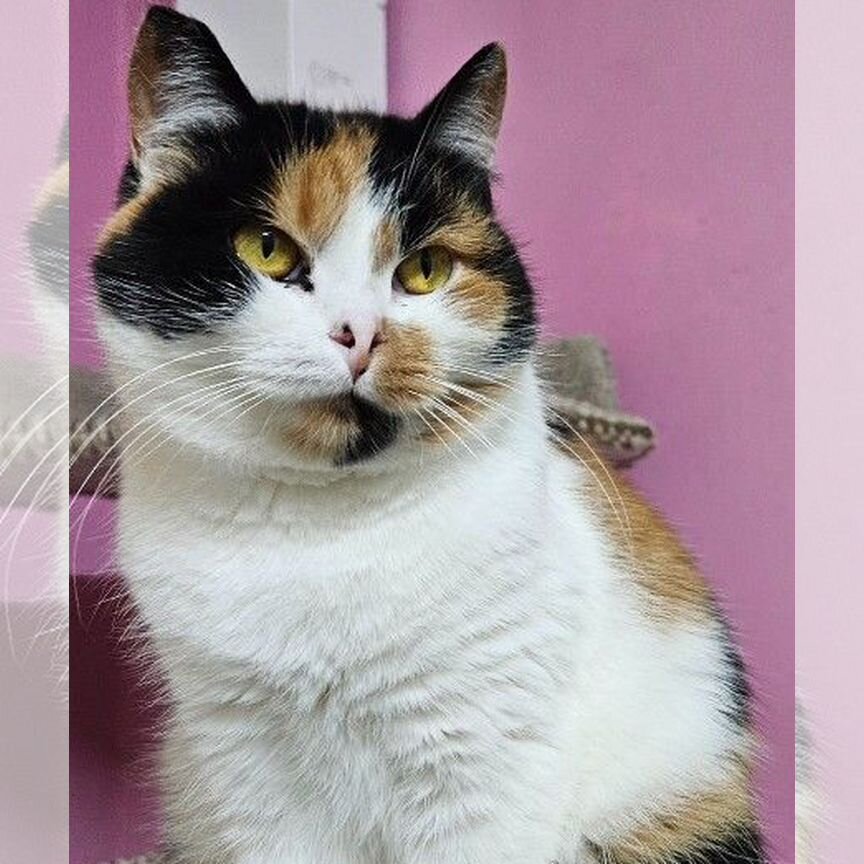 Кошечка с необычным носиком