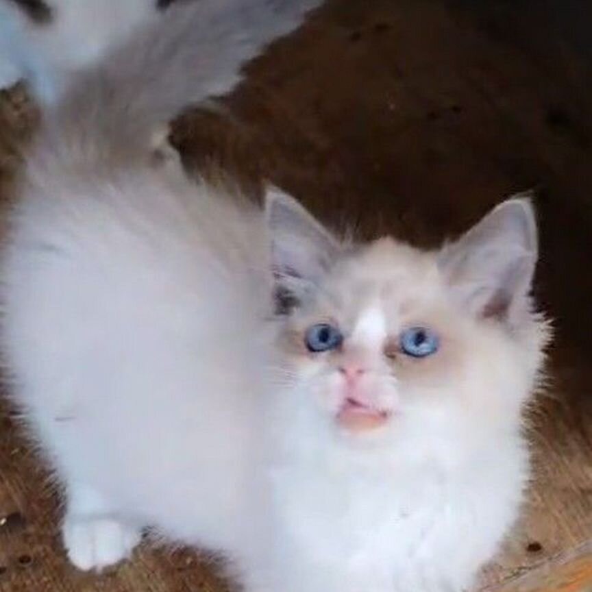 Регдолл девочка