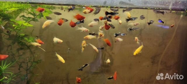 Аквариумные рыбки