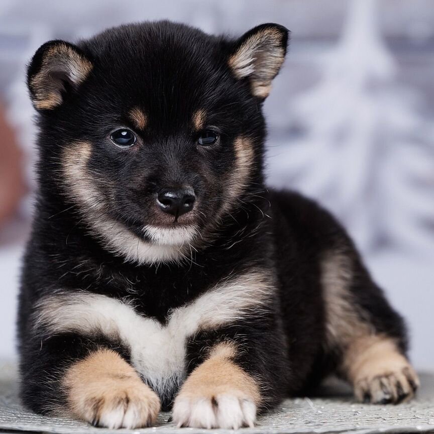 Сиба-ину, щенок