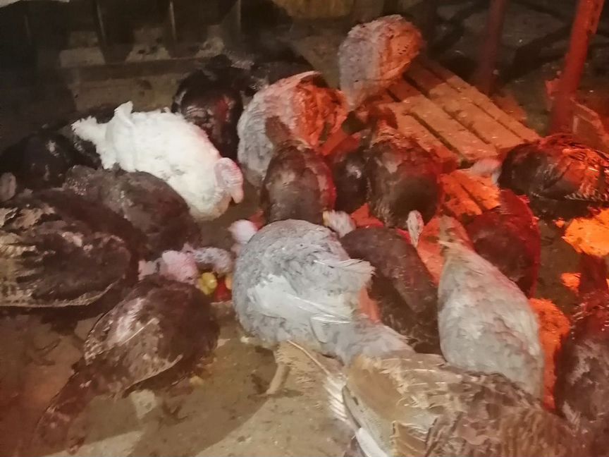 Индюки домашние