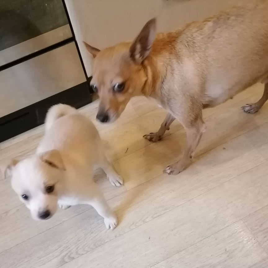 Щенок от частного владельца