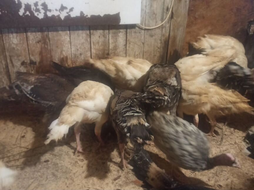 Индюк и цыплята