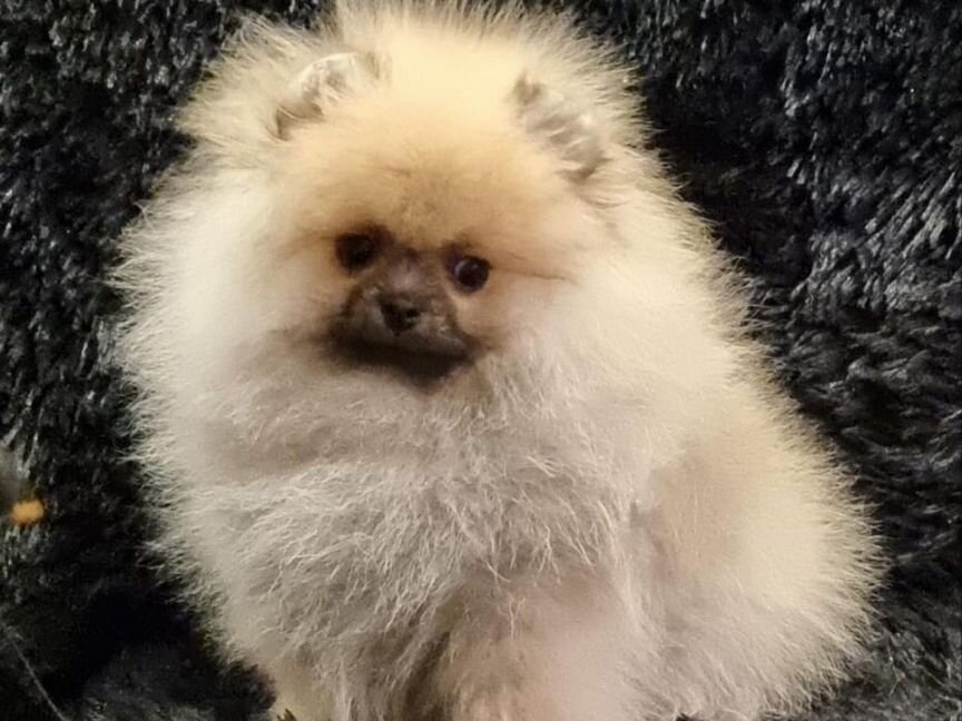 Очаровательная помераночка Мишка