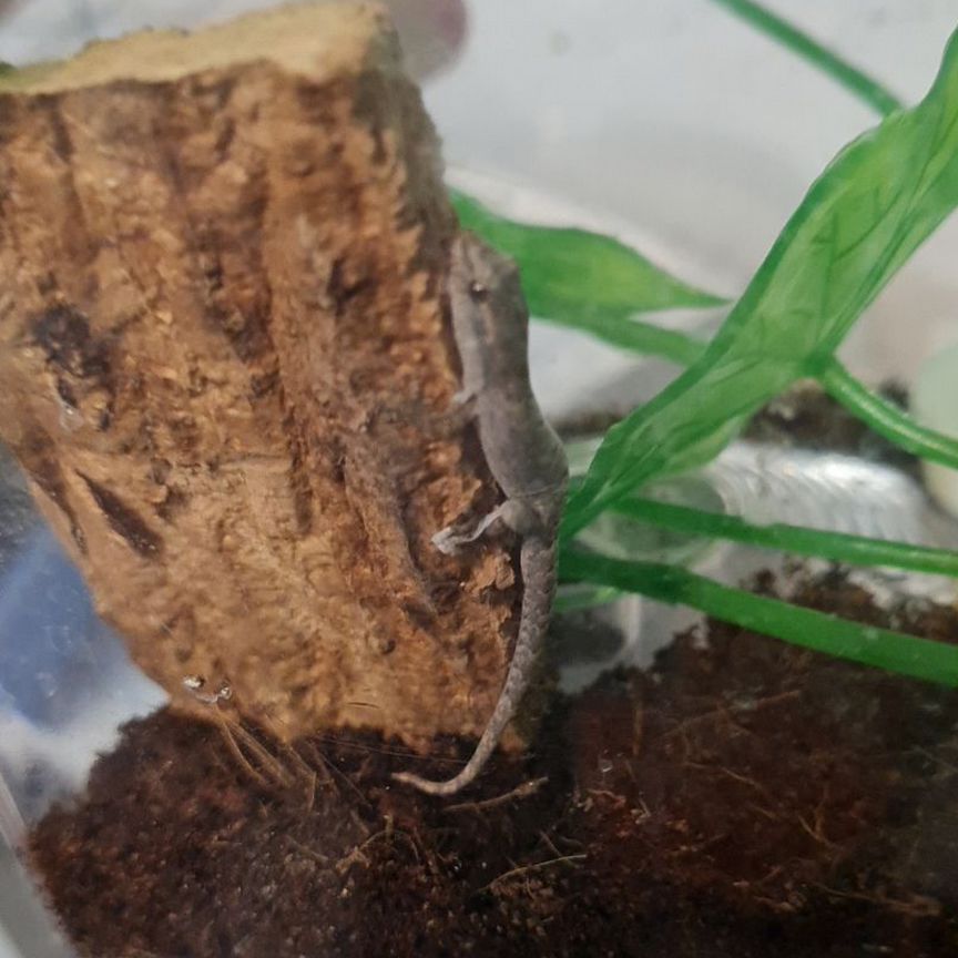 Траурные гекконы