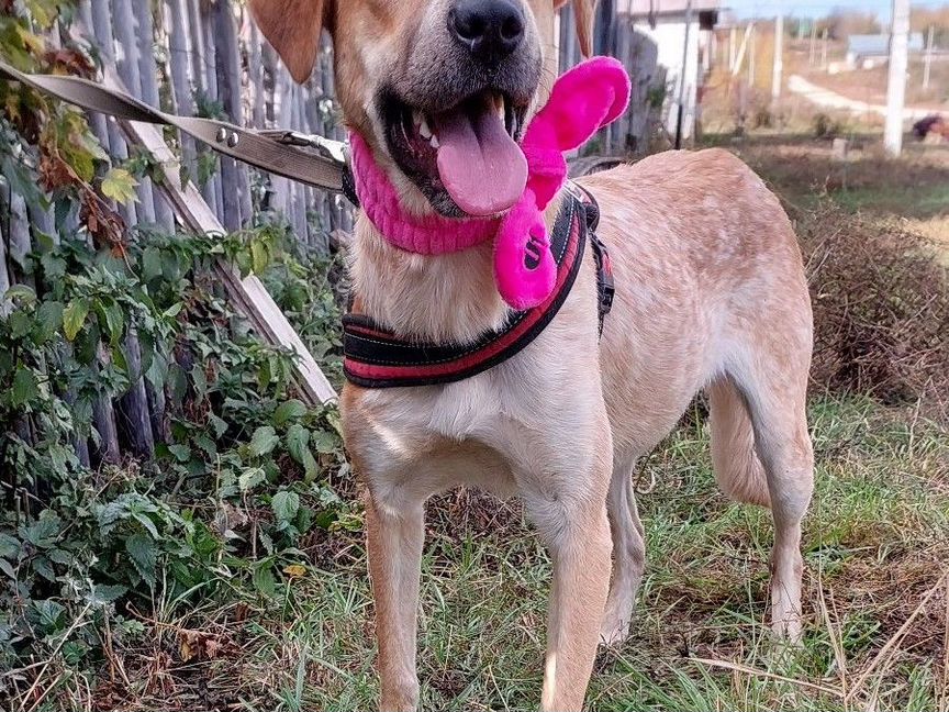 Собака бесплатно