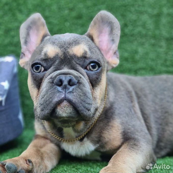 Французский бульдог Blue TAN Frenchie mini