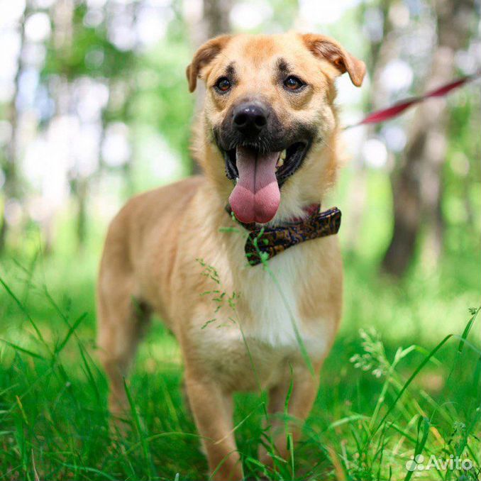 Собака милый ласковый Батлер ищет семью