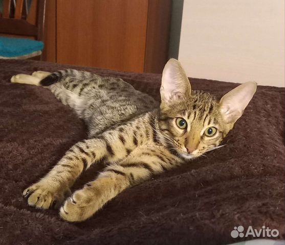 Котенок Саванна ф4 сбт (Savannah f4 sbt)