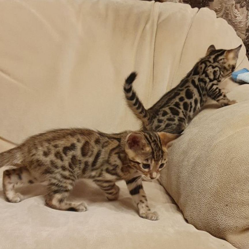 Бенгальские котята