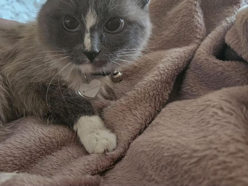 Тайские сиамские котята