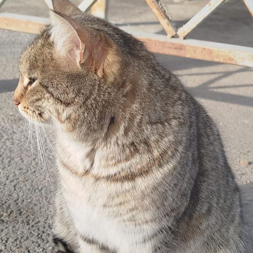 Кошка на трассе