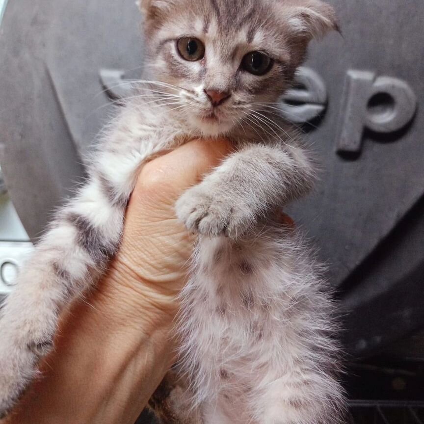 Котенок из автомастерской