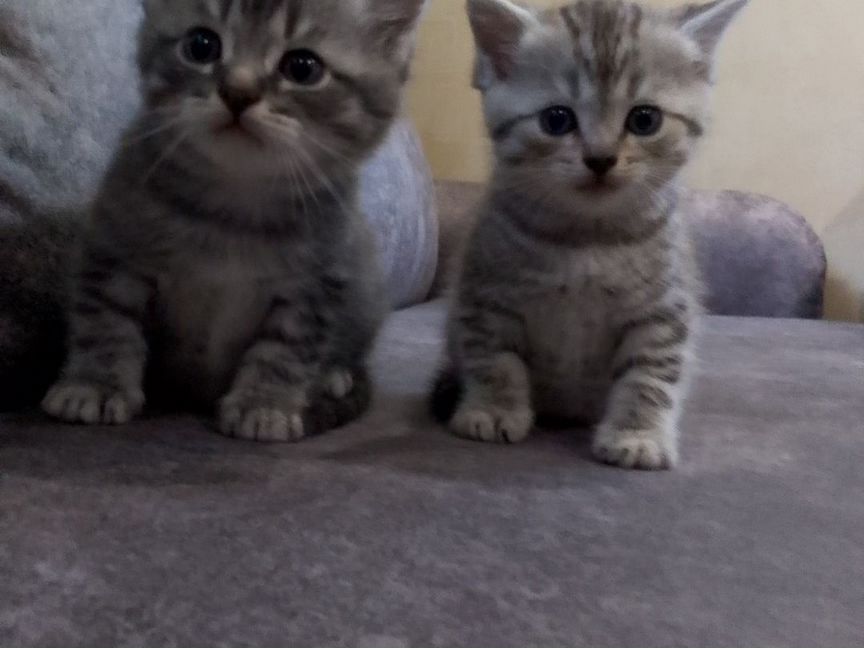 Шатланские котята