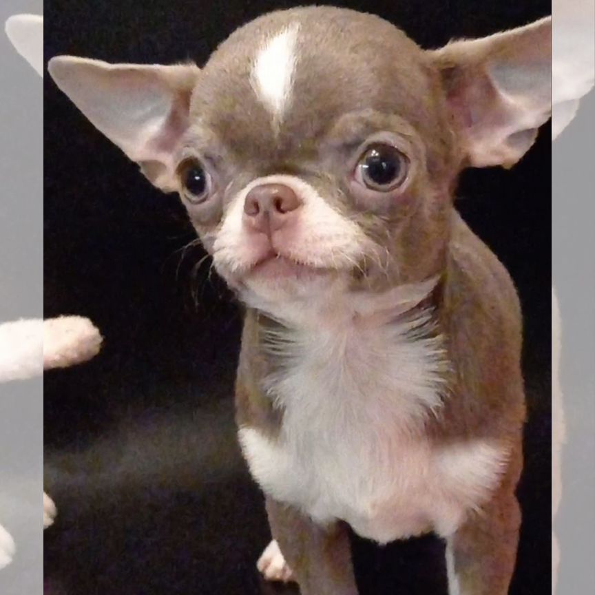 Чихуахуа, щенок