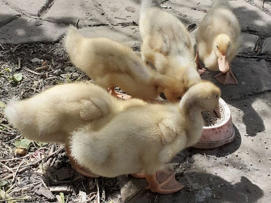 Утята подрощенные