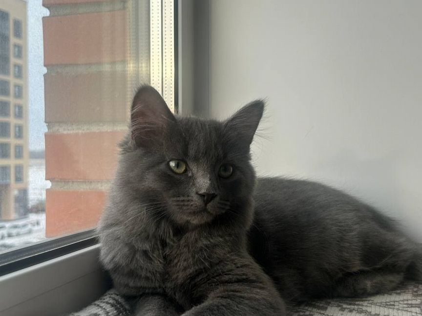 Котята 4 месяца
