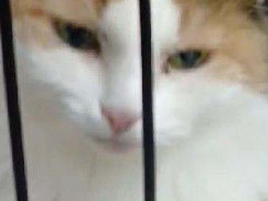 Коты живут в клинике, нужны хозяева