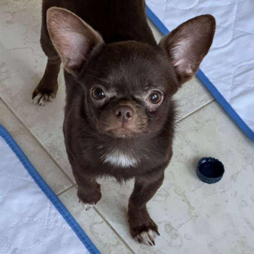 Чихуахуа, щенок