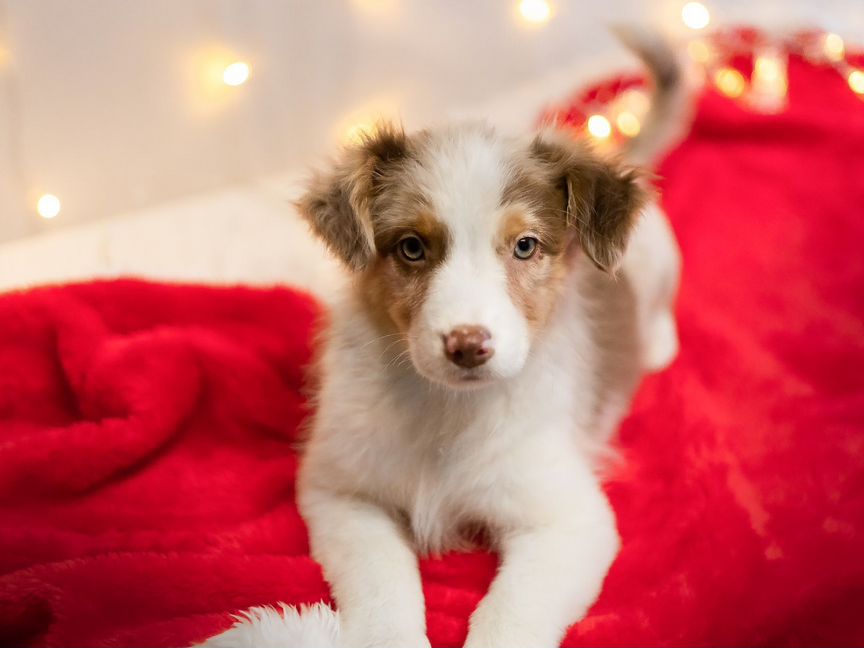 Щенки австралийской овчарки из питомника
