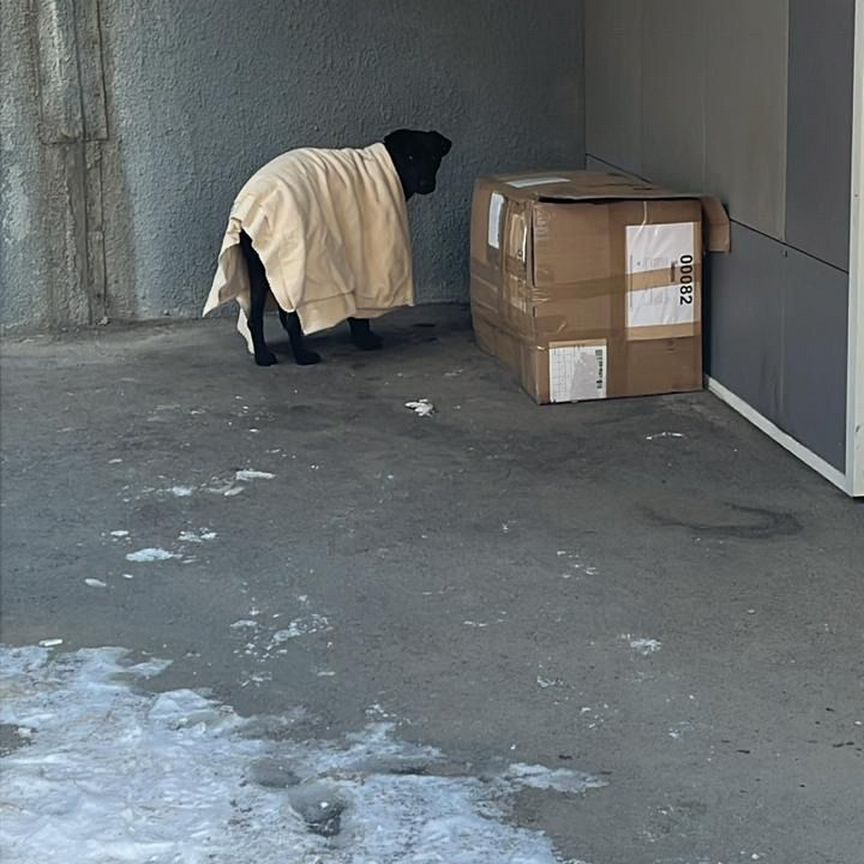 Собака в добрые руки