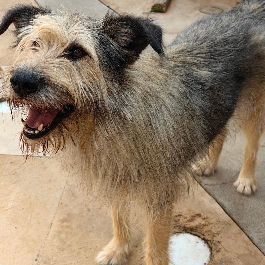 В добрые руки собака