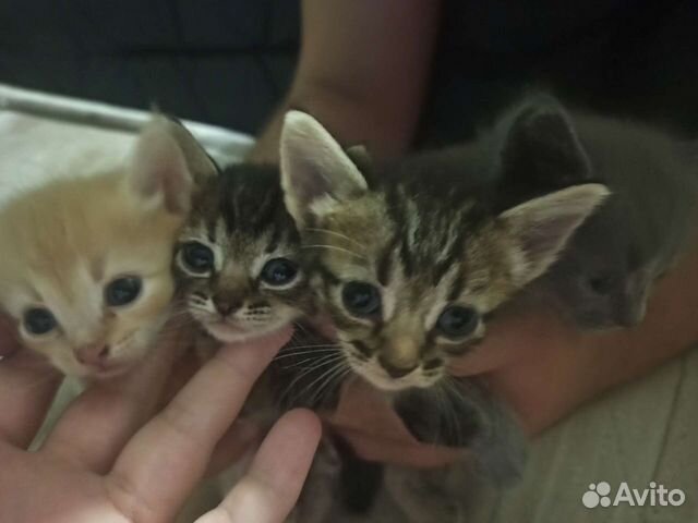 Бесплатно котята полубританцы в добрые руки